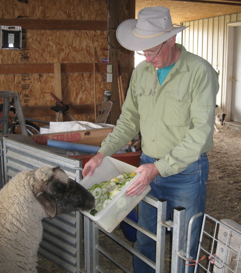 Grace Valley Farms: Vegetable-Eating Sheep