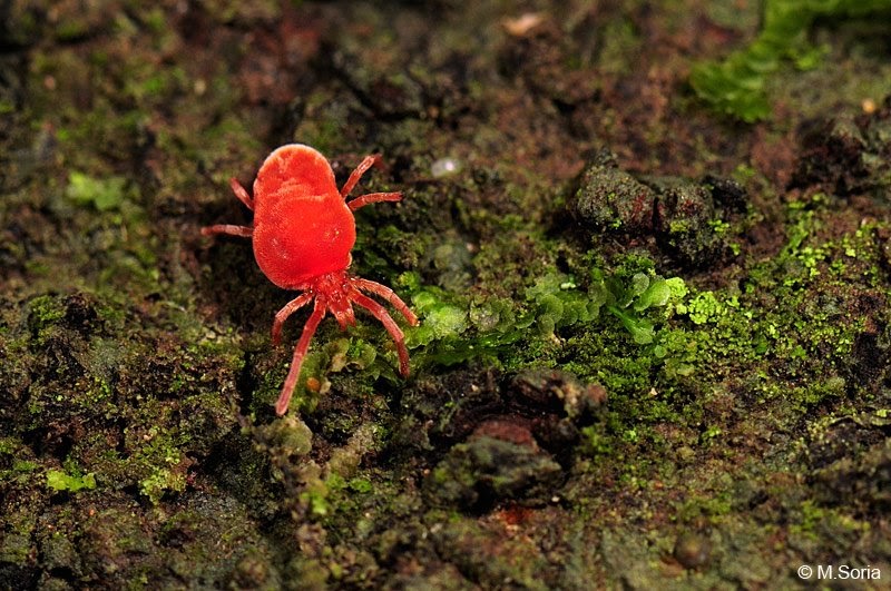 Los ácaros rojos y otros parásitos