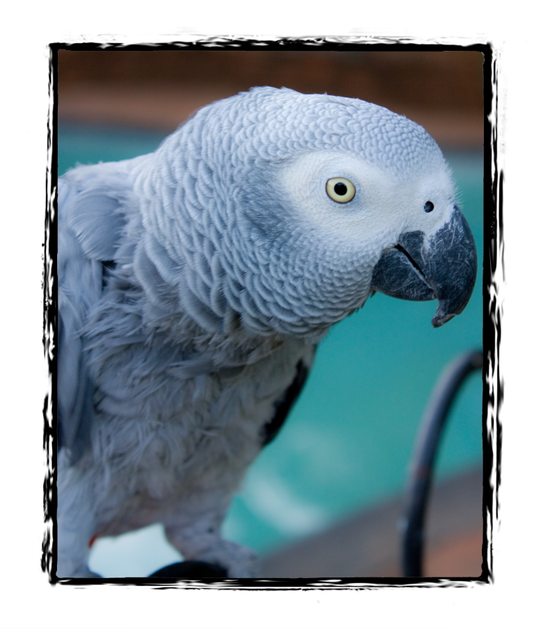 NPICS Photography: Troeteldiere - Pets