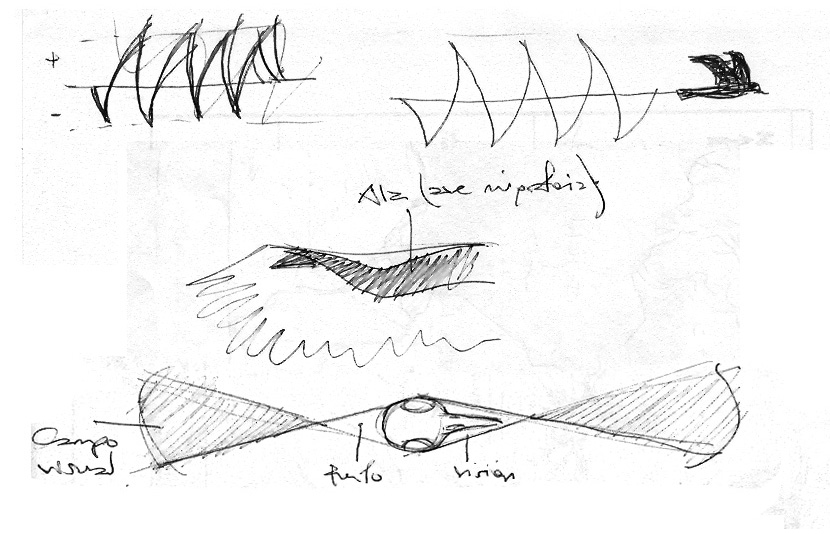 Aves bocetos - Imagui