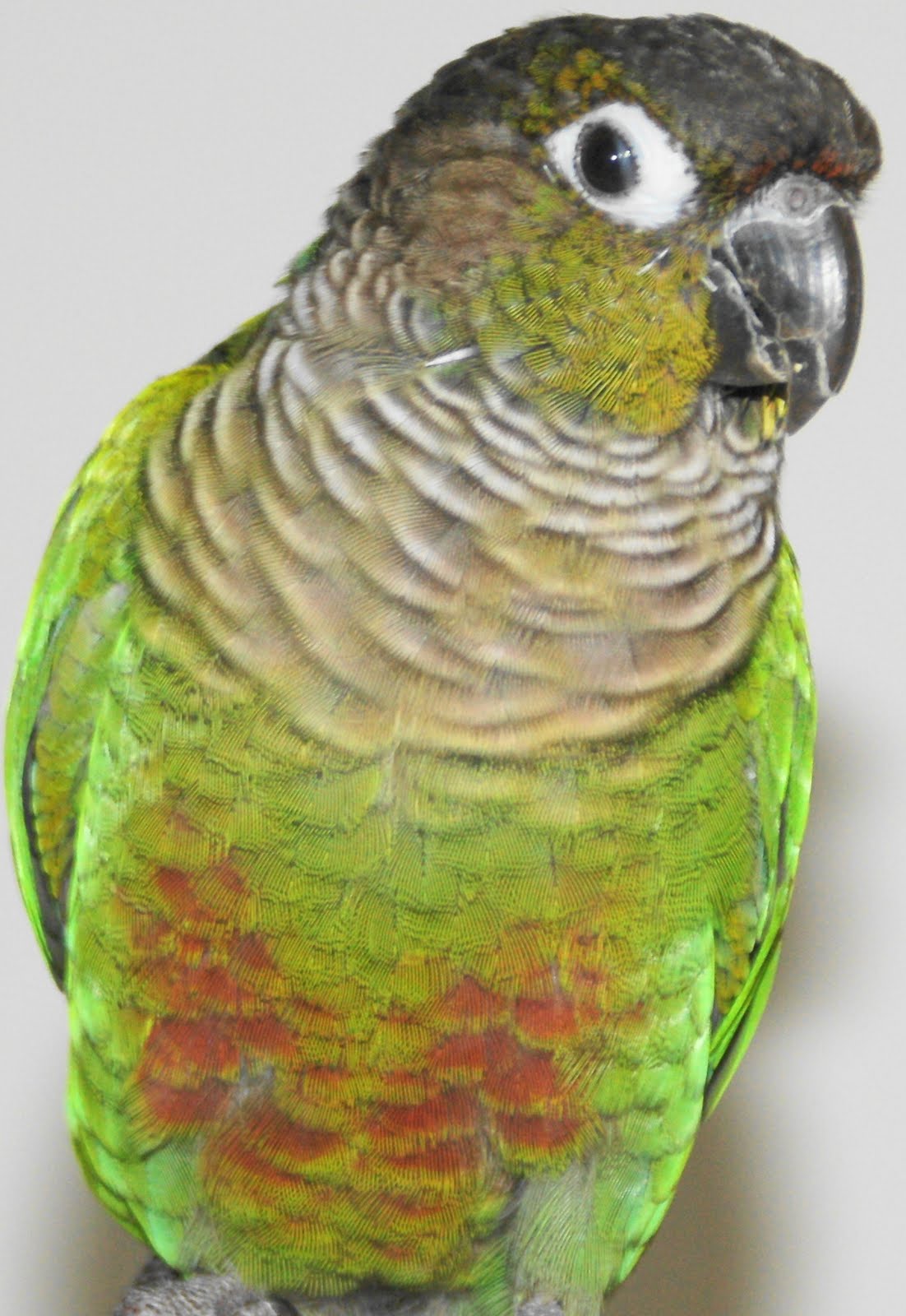Florida Gems: Riley: The Greencheek Conure