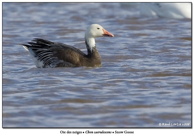 Tierra de patos: Ganso azul (Anser caerulescens)