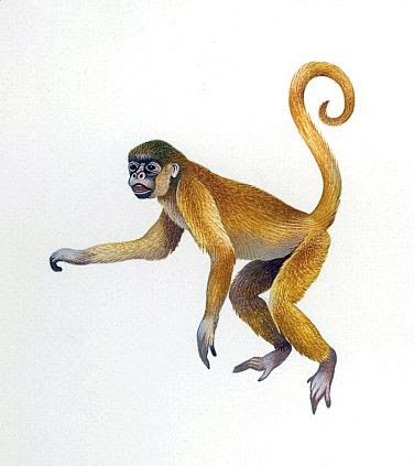 Laberinto en extinción: Muriki (Brachyteles arachnoides)