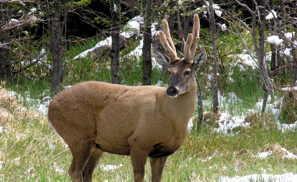 Laberinto en extinción: Huemul (Hippocamelus bisulcus)