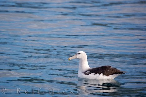 Laberinto en extinción: Albatros real del norte (Diomedea sanfordi)