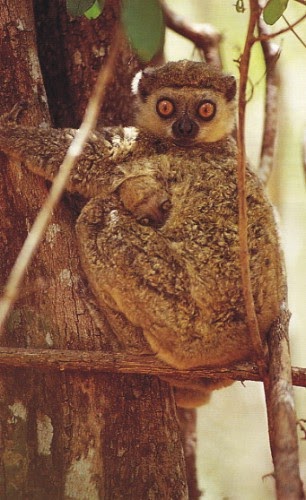 Laberinto en extinción: Avahí occidental (Avahi occidentalis)