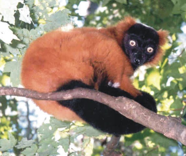 Laberinto en extinción: Lemur rojo (Varecia rubra)