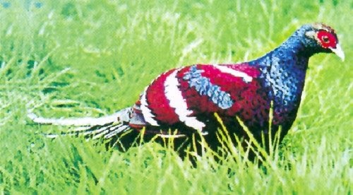 Future Slam Book: Nongin, The State Bird