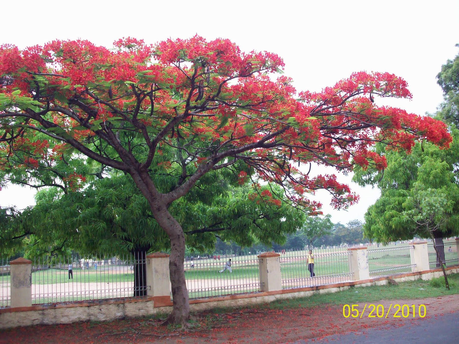 FORT-Mysore: Gulmohar