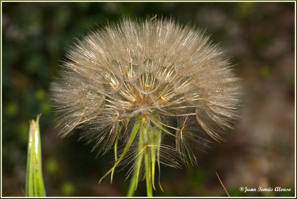 EL APRENDIZ DE FOTÓGRAFO: Flora de Cazorla II