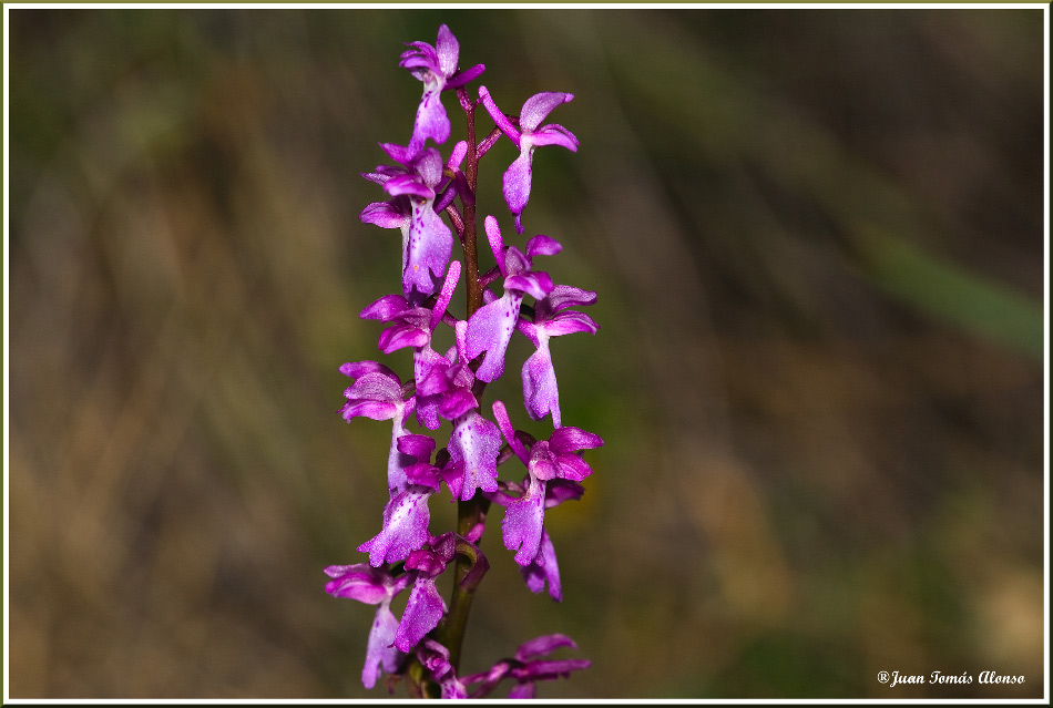EL APRENDIZ DE FOTÓGRAFO: Flora de Cazorla
