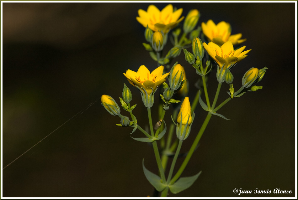 EL APRENDIZ DE FOTÓGRAFO: Flora de Cazorla