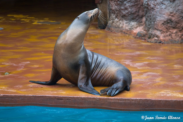 EL APRENDIZ DE FOTÓGRAFO: LEON MARINO