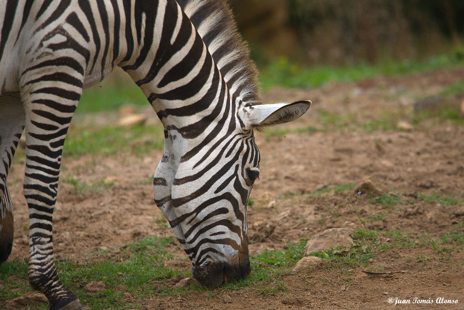 EL APRENDIZ DE FOTÓGRAFO: CEBRA DE GREVY