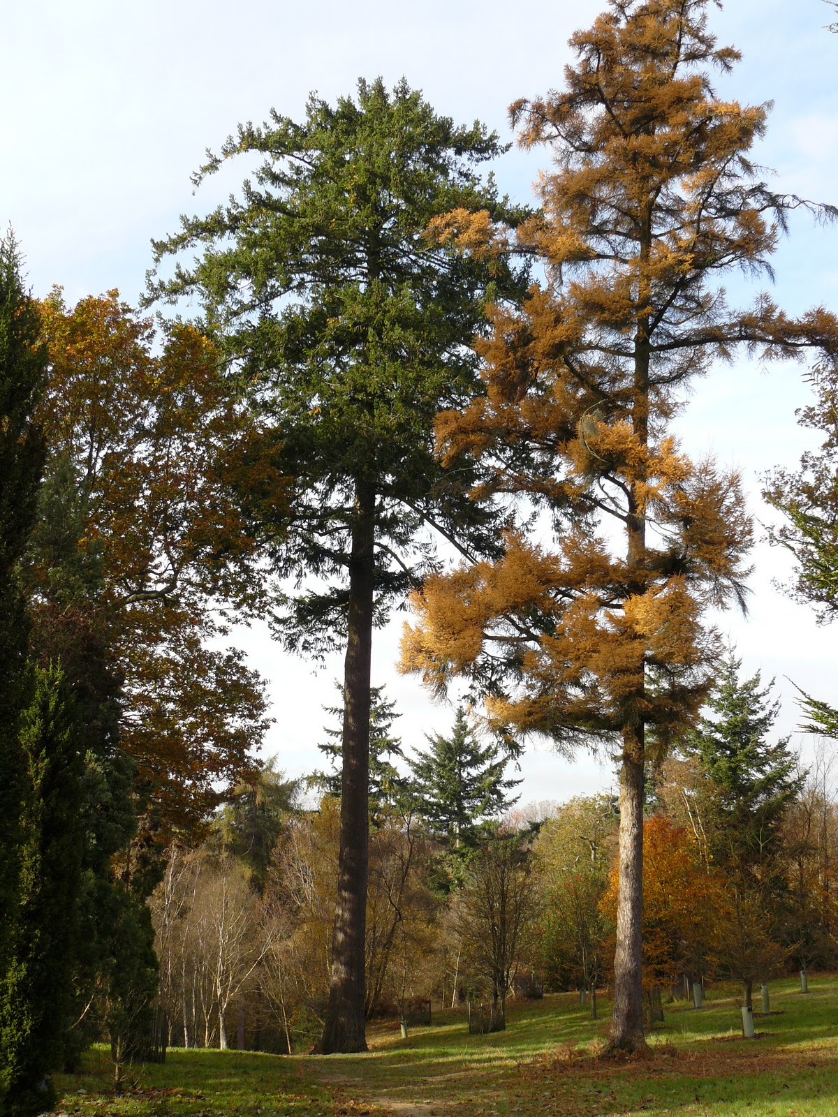 Peter Lovett's ramblings : Deciduous conifers at Wakehurst Place