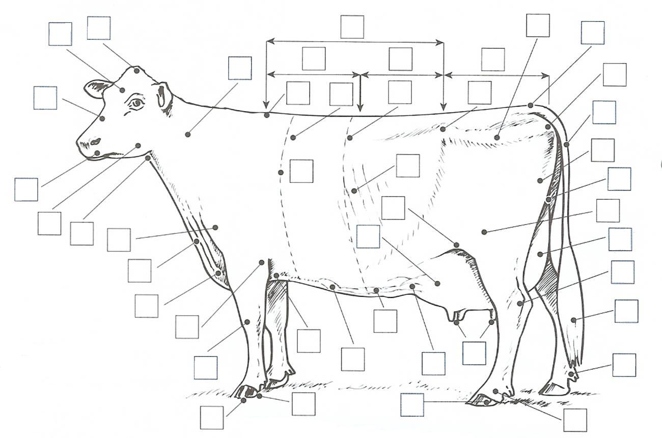 Putnam Co. Farm Bureau: Do you know your cow parts?