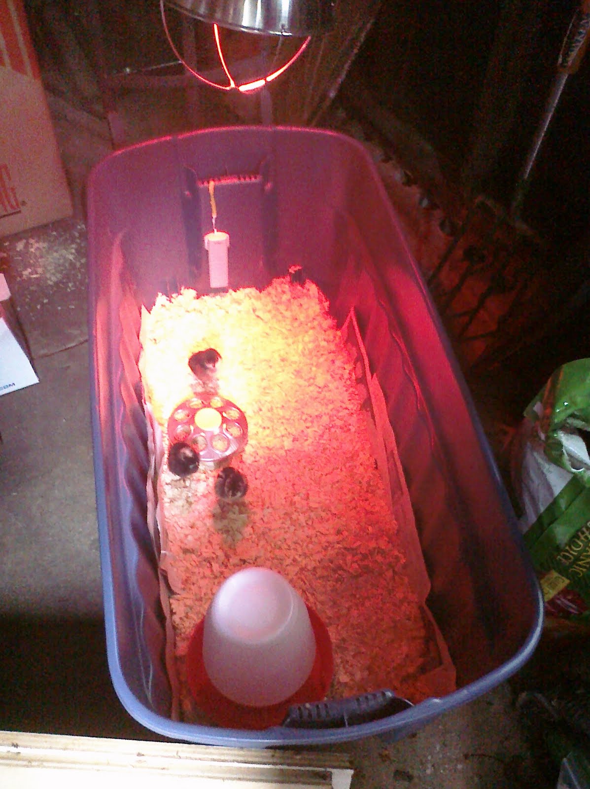 Bexley Chickens: Baby chick set up: less than $70