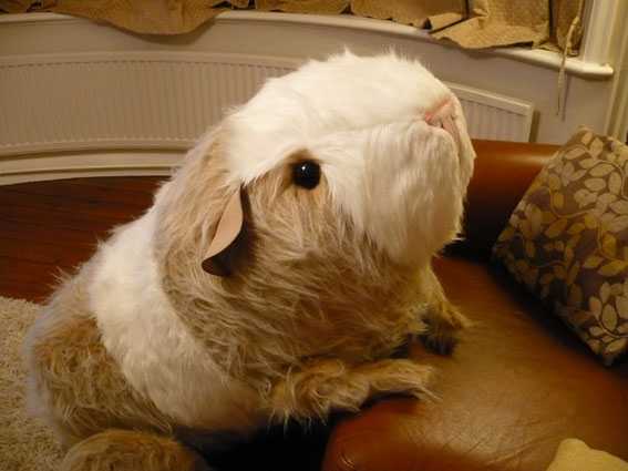 Sarah's Bruins: Huge Guinea Pig Finished!