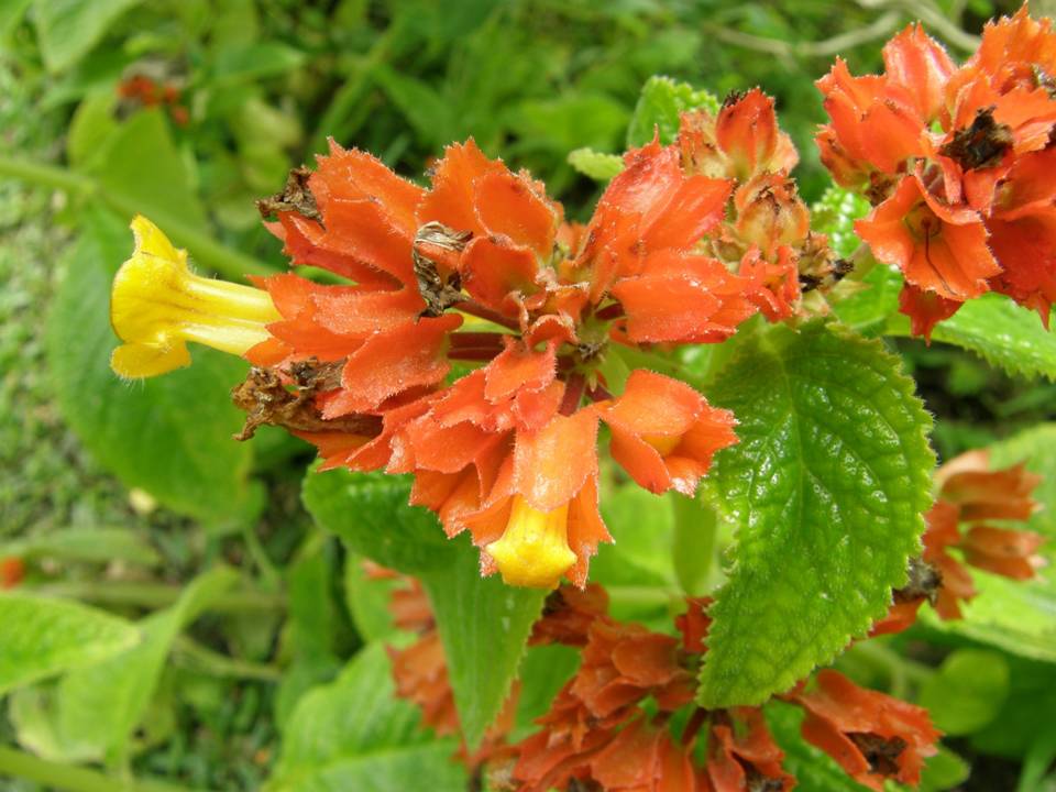 A Bajan Tour Girl Exploring Barbados: The Flora and Fauna of Barbados