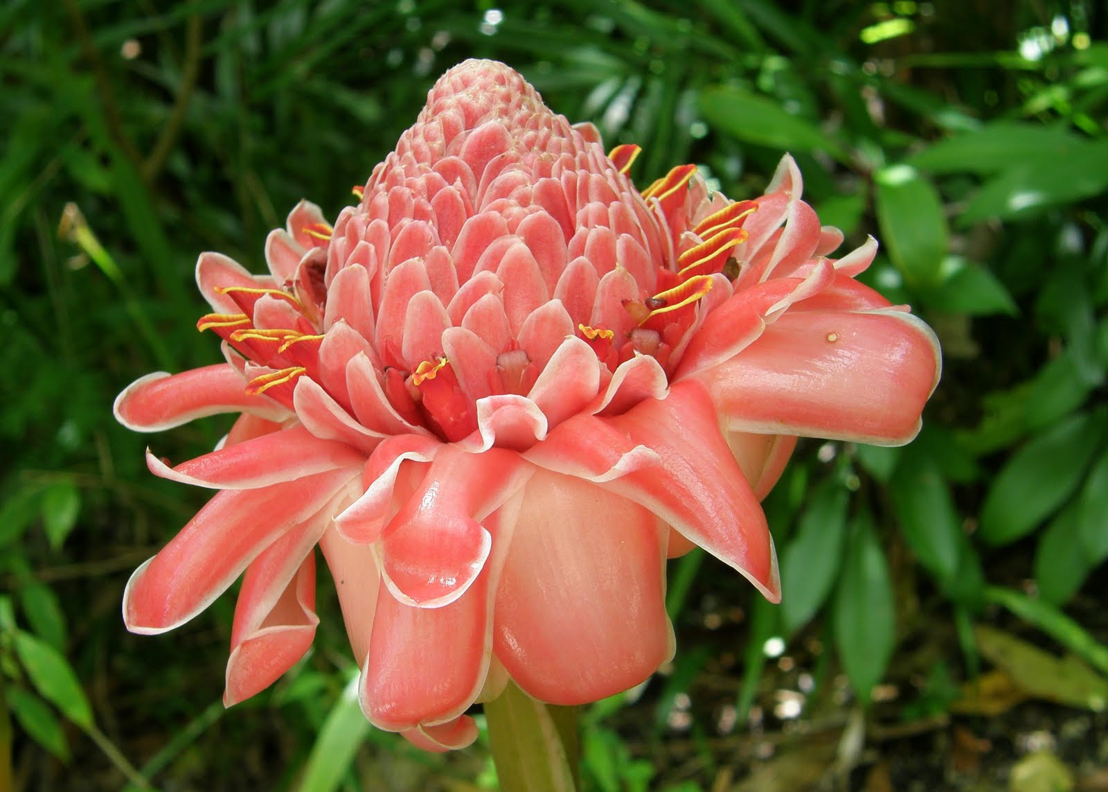 A Bajan Tour Girl Exploring Barbados: The Flora and Fauna of Barbados