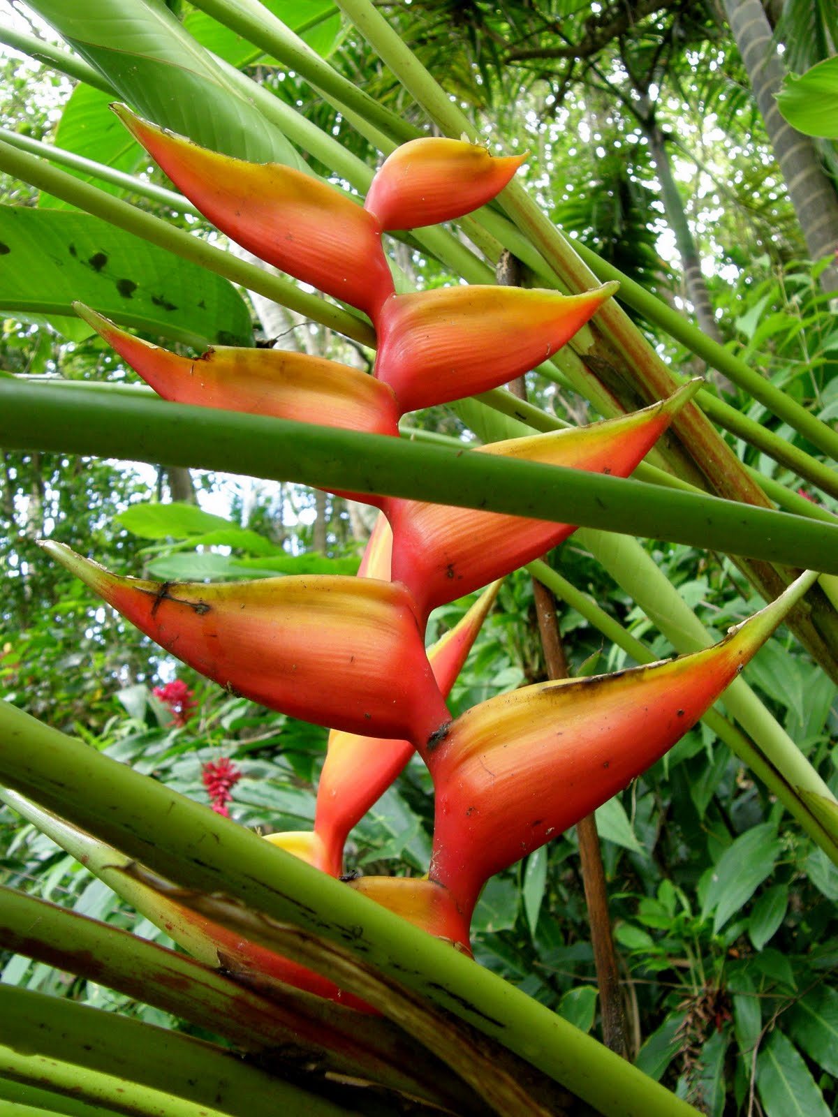 A Bajan Tour Girl Exploring Barbados: The Flora and Fauna of Barbados