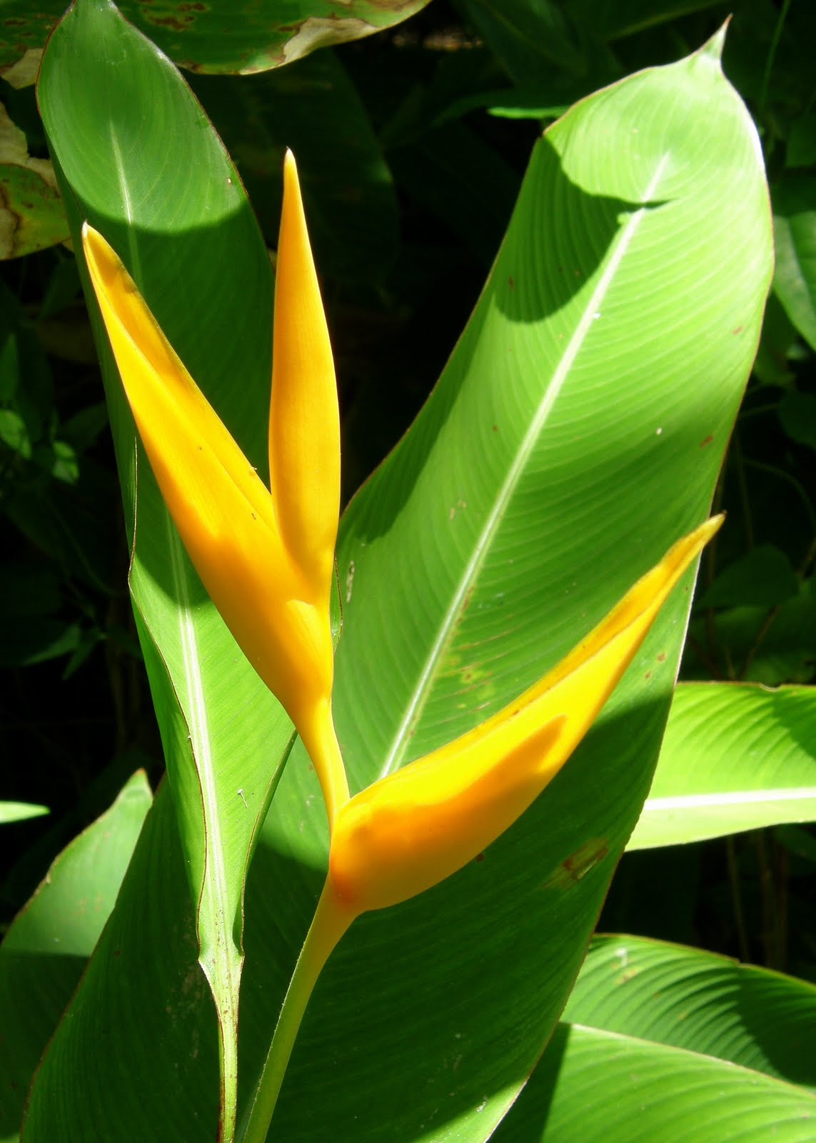 A Bajan Tour Girl Exploring Barbados: The Flora and Fauna of Barbados