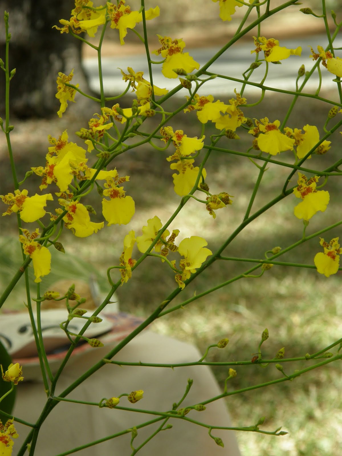 A Bajan Tour Girl Exploring Barbados: The Flora and Fauna of Barbados