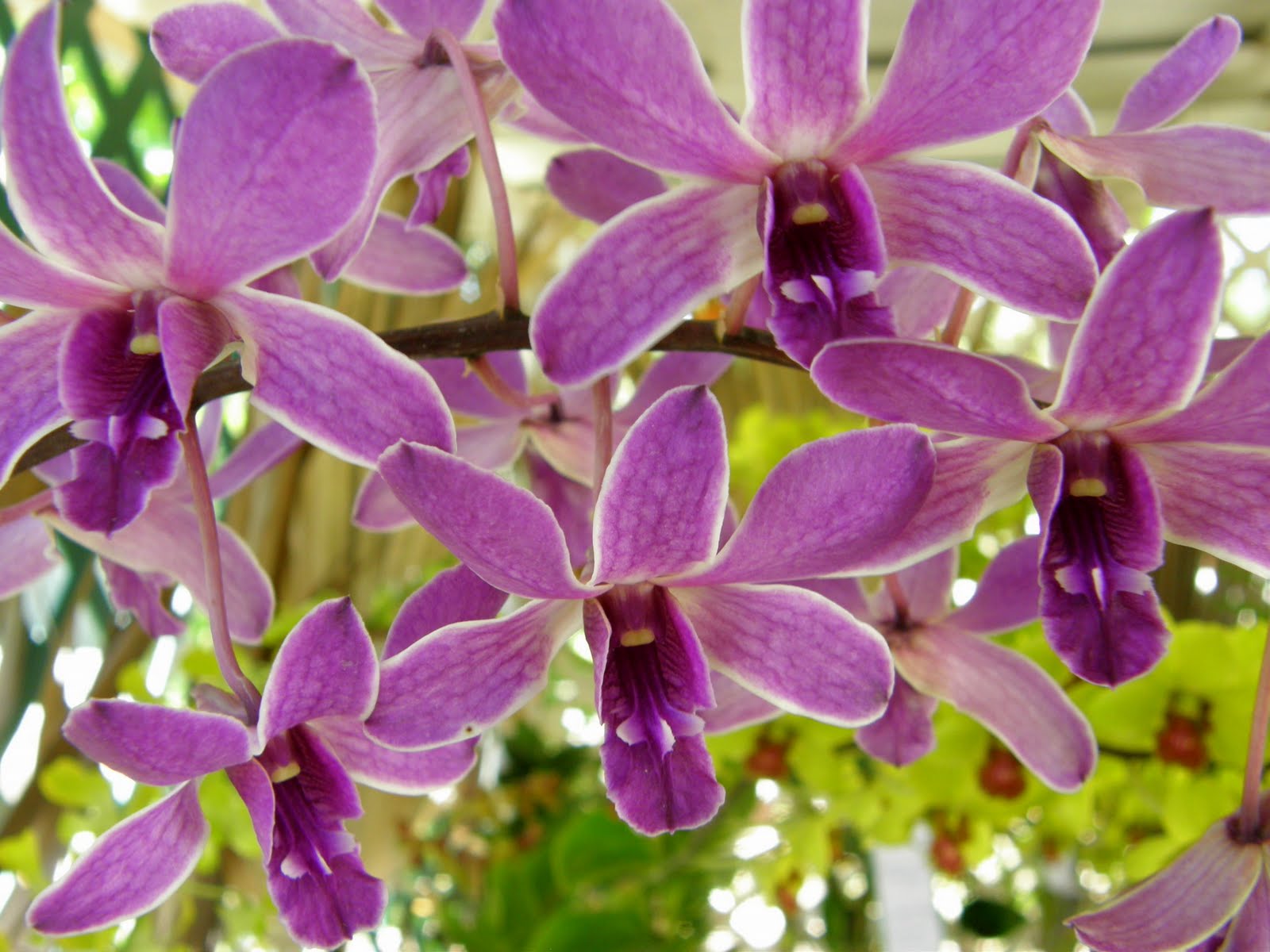 A Bajan Tour Girl Exploring Barbados: The Flora and Fauna of Barbados