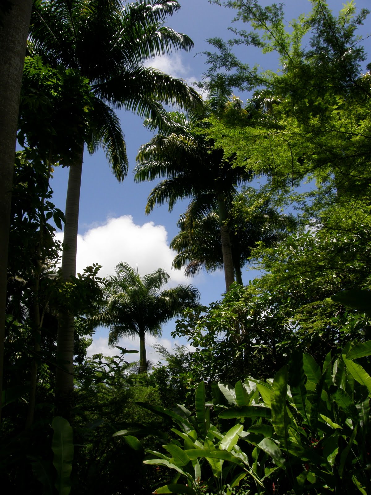 A Bajan Tour Girl Exploring Barbados: Flower Forest Barbados A Lush ...