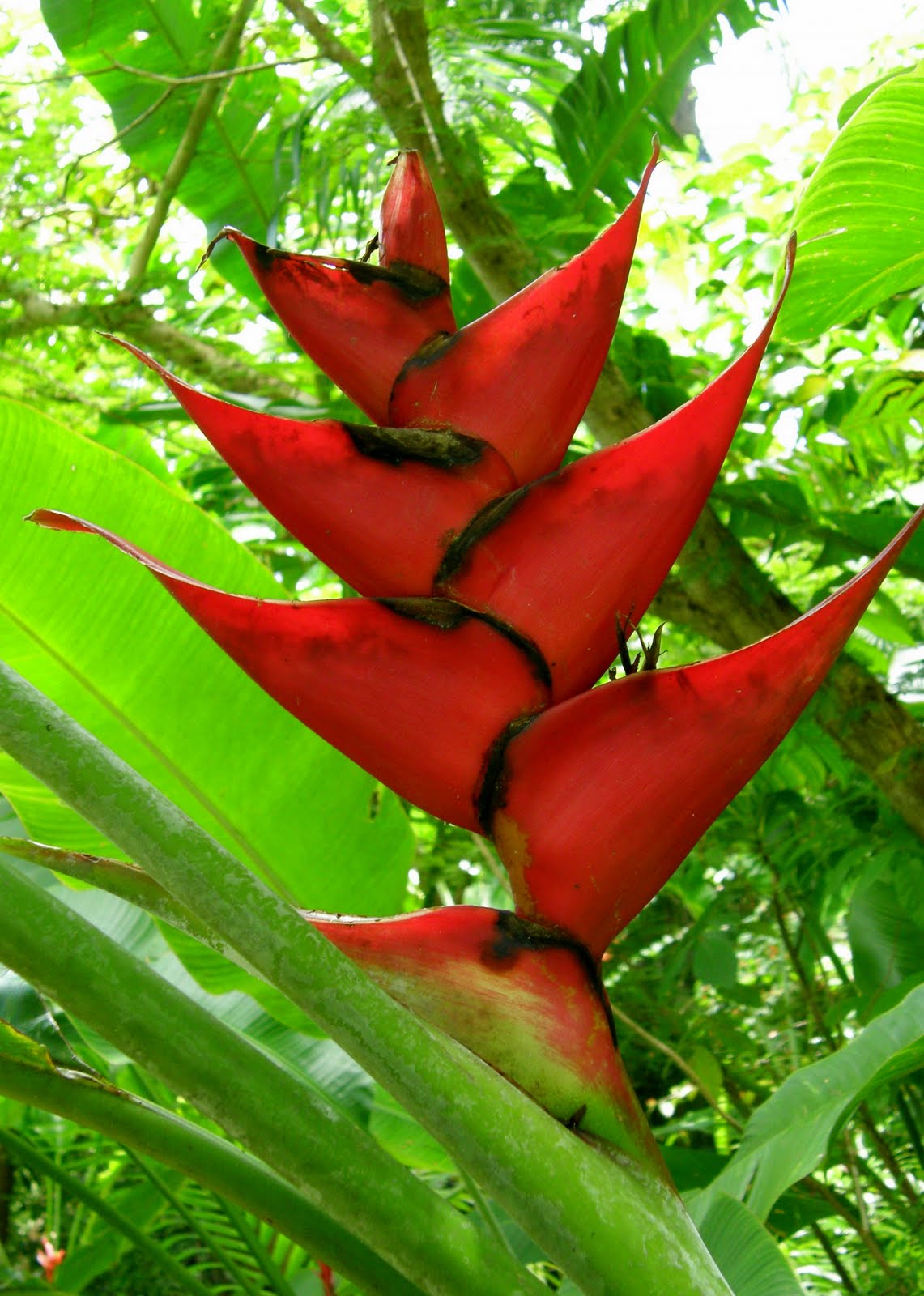 A Bajan Tour Girl Exploring Barbados: Flower Forest Barbados A Lush ...
