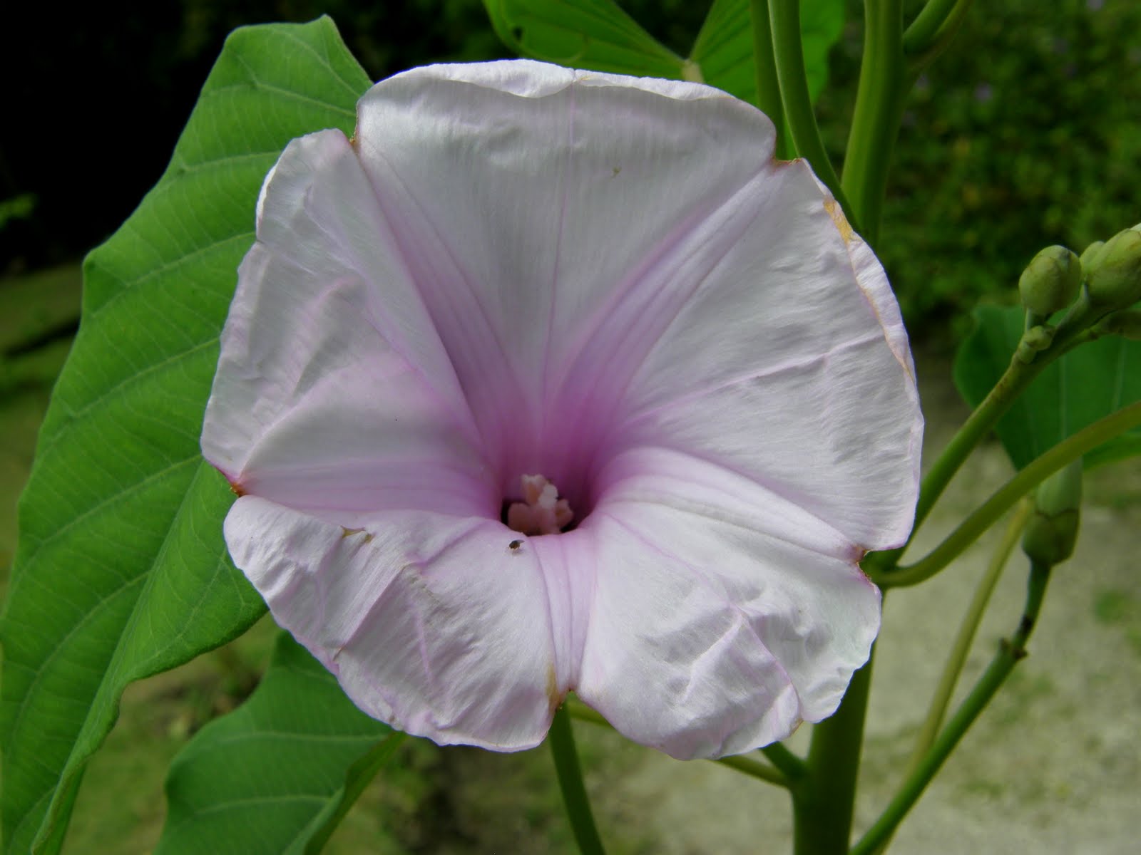 A Bajan Tour Girl Exploring Barbados: Flower Forest Barbados A Lush ...