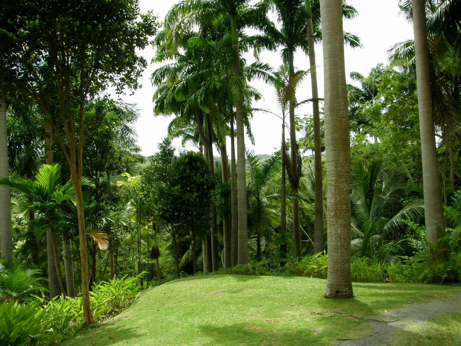 A Bajan Tour Girl Exploring Barbados: Flower Forest Barbados A Lush ...