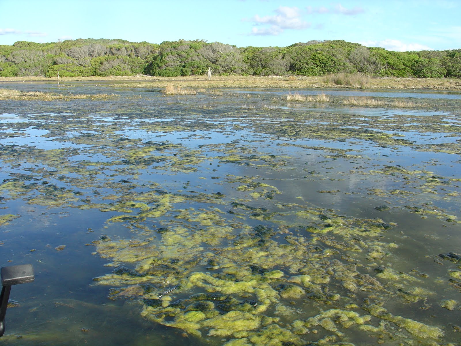 HERMANUS UNPUBLISHED: HERMANUS LAGOON (Klein River Estuary) Pollution