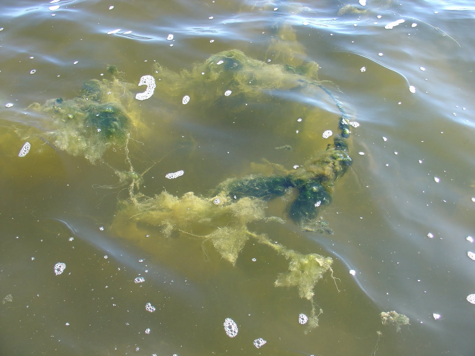 HERMANUS UNPUBLISHED: HERMANUS LAGOON (Klein River Estuary) Pollution