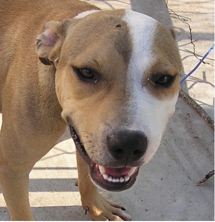 Madalin's Used Dogs Rescue: Available Dogs