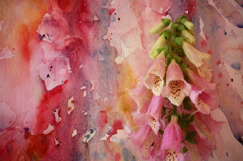 Foxglove Flower Painting