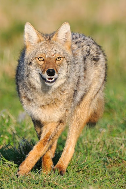 Keep Smiling :-): கயோட்டி (coyote)