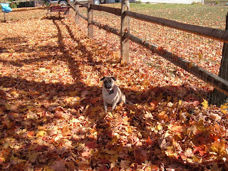 Pug Land
