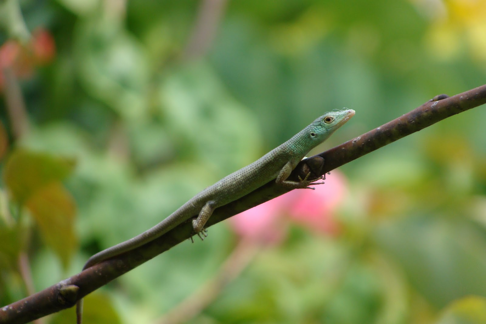 Live. Love. Travel.: Fiji Plants and Animals