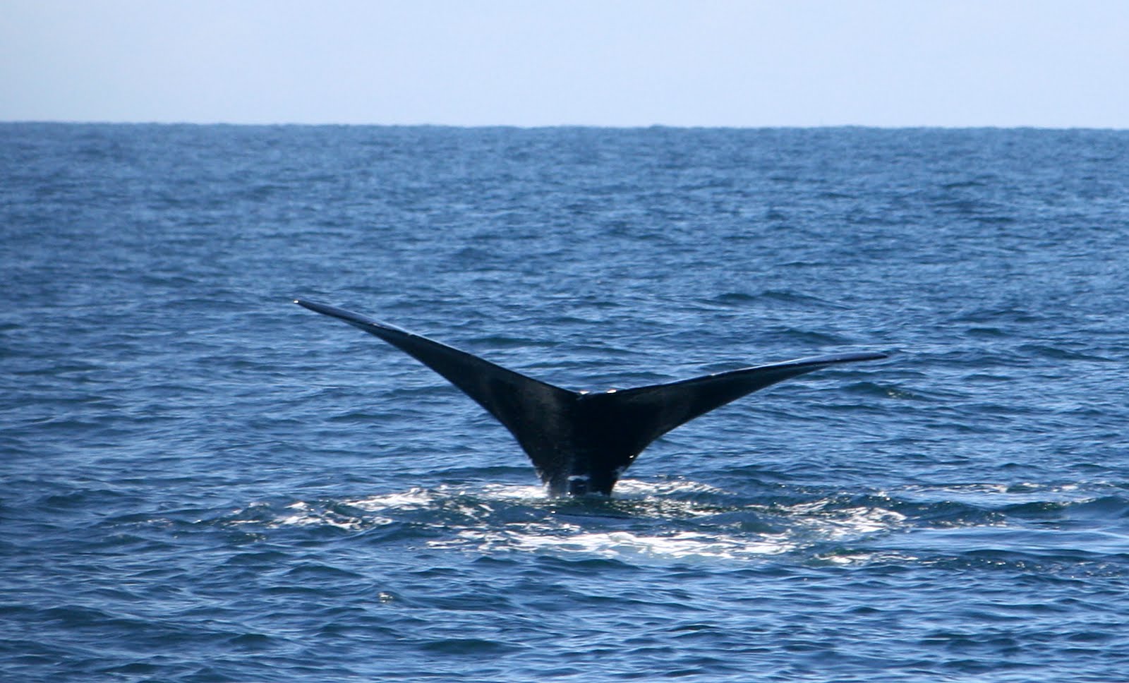 Bob's OnTheRoad Blog: Whale Tale