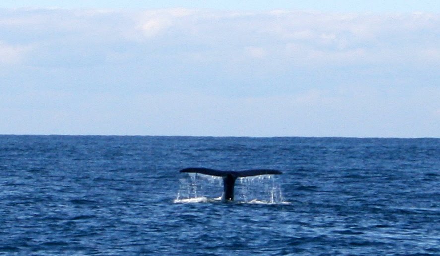 Bob's OnTheRoad Blog: Whale Tale