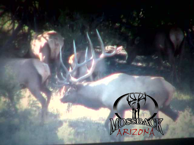 A3 Trophy Hunts LLC : Team Mossback Arizona's 2010 Elk Season ...