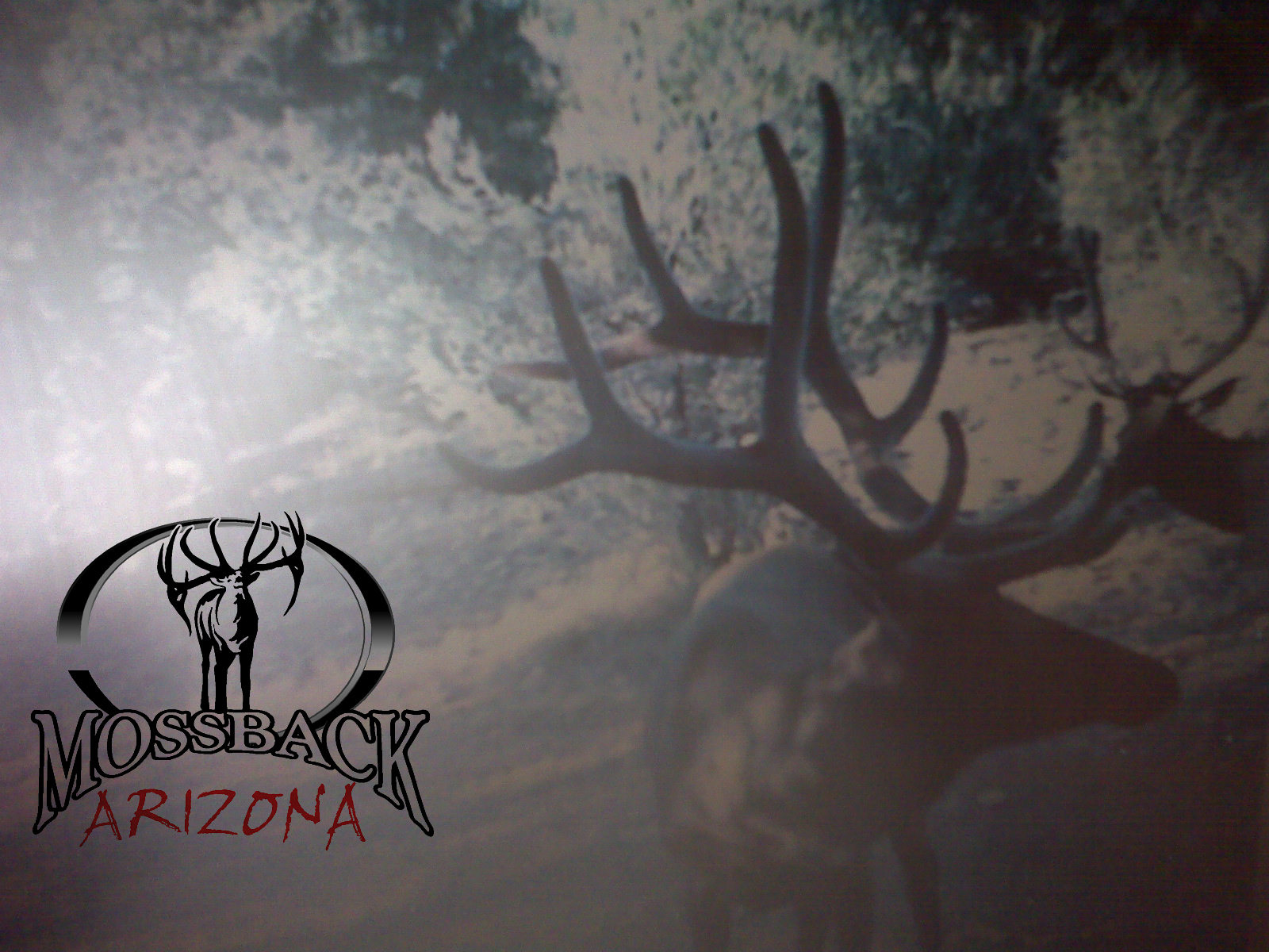 A3 Trophy Hunts LLC : Team Mossback Arizona's 2010 Elk Season ...
