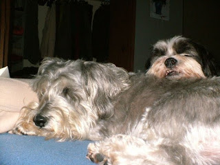 The Hobbit Habitat: Say Goodbye to the 4 year old Schnottie named Pippen...