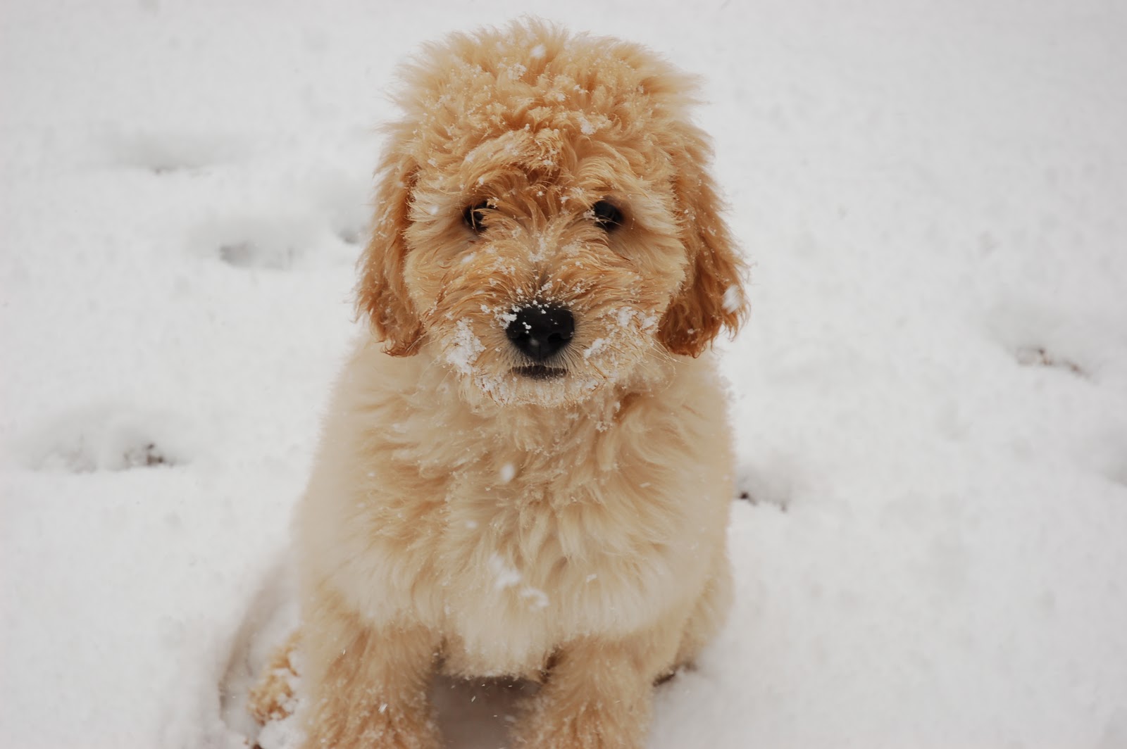 Ellie's Cuddly Double Doodles: Expecting Double Doodles!