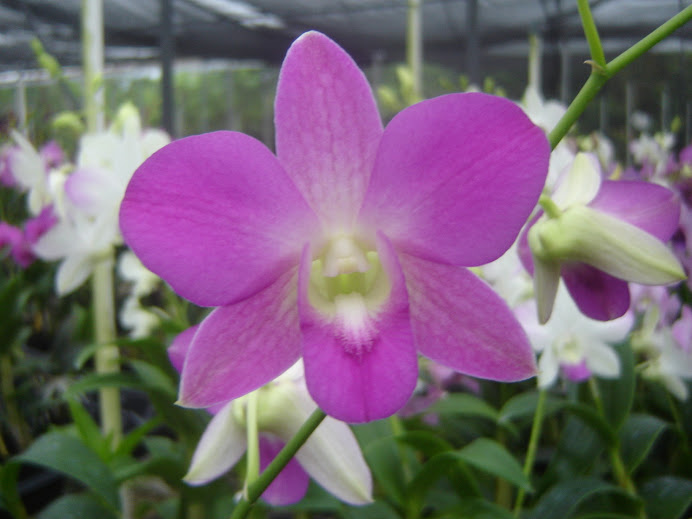 HAWAIIAN TROPICALS DIRECT - DANIEL JENSEN: 2012 Orchid Availability List