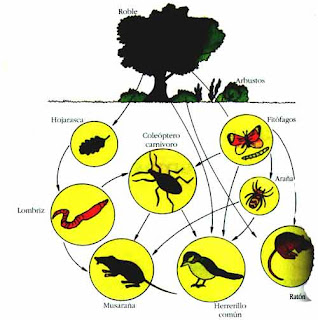dianacollida: ninxol ecologic