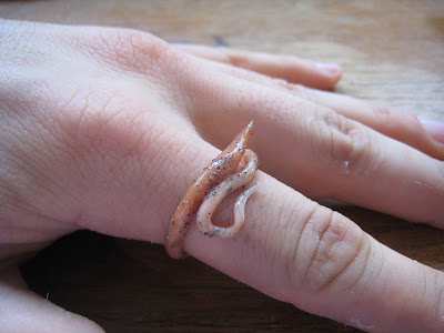 will schlough: worm ring