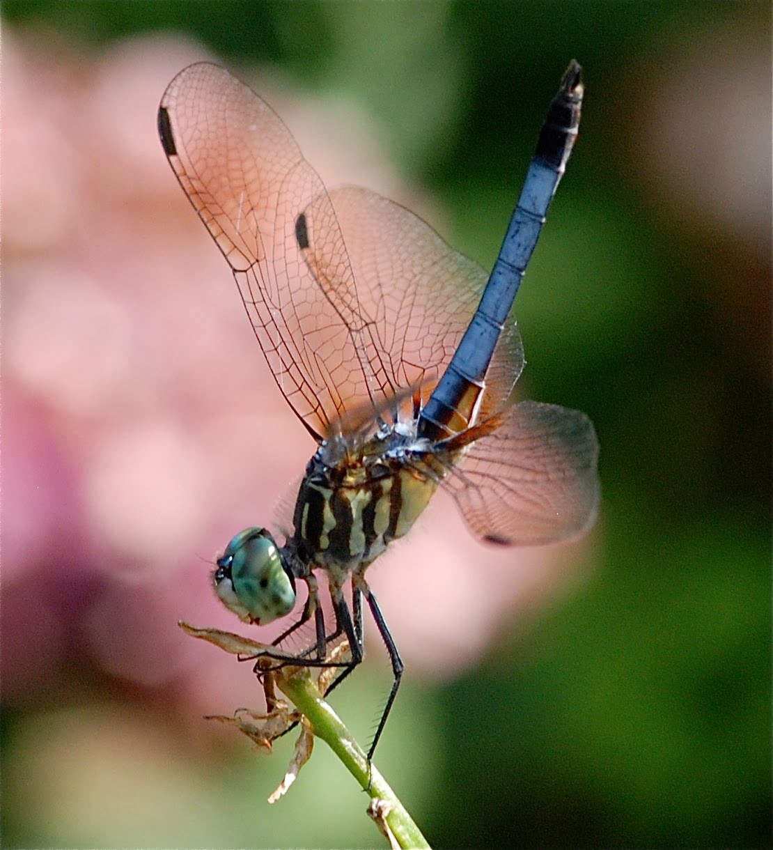 Transit Notes: BLUE DASHERS