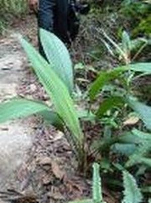 BLOG LIPISLADY: Pokok Lemba